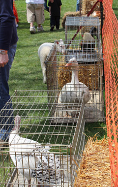 Spring Mist Farms - Traveling Farm